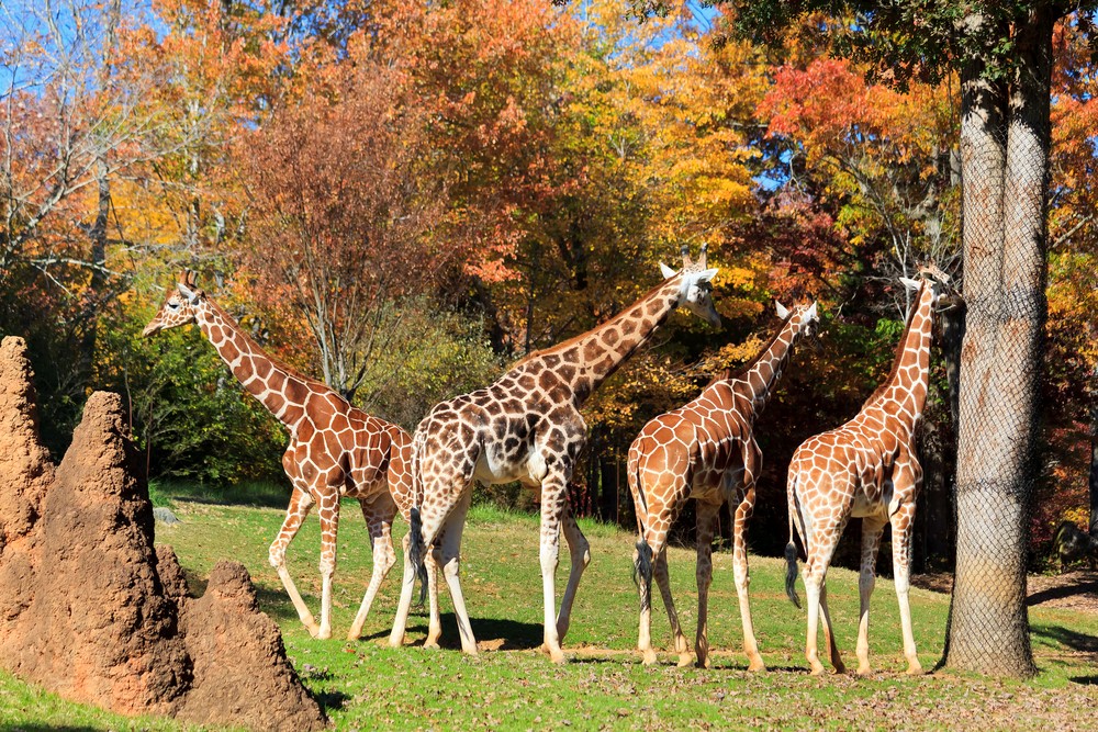 Pricing Guide for Columbus Ohio Zoo and Aquarium